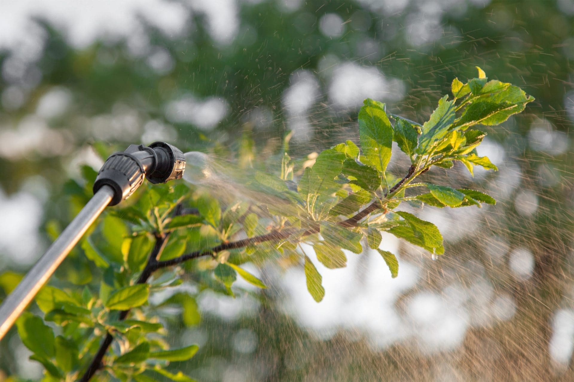 Vero Beach Pest Control & Lawn Care Services | Choice Pest Management