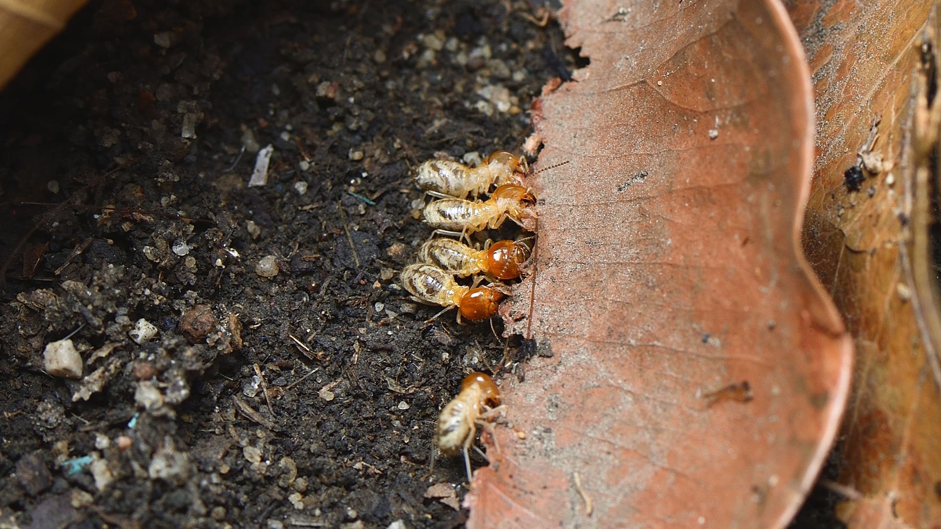 How Florida’s Climate Impacts Termite Activity: Prevention Tips for ...